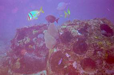 Memorial Reefs | Eternal Reefs | Cremation | Burials at Sea